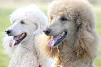 How to Groom a Standard Poodle – American Kennel Club