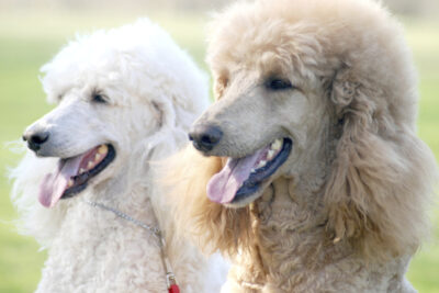 Poodle History: From Water Retriever to Versatile Companion