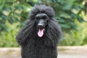 How to Groom a Standard Poodle – American Kennel Club