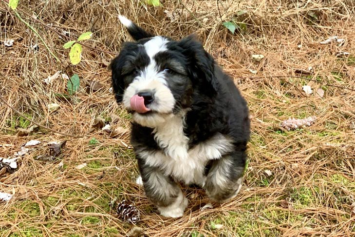 Barbado da Terceira Dog Breed Information - American Kennel Club