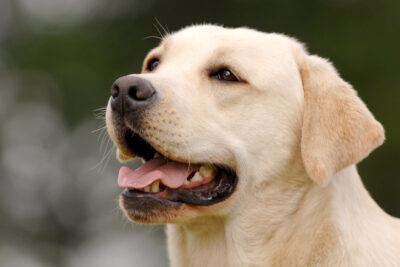 How to Groom a Labrador Retriever – American Kennel Club