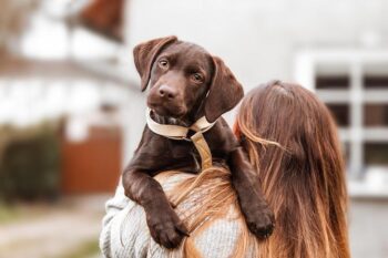 How to Groom a Labrador Retriever – American Kennel Club