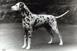Dalmatian History: Where the Breed Originated