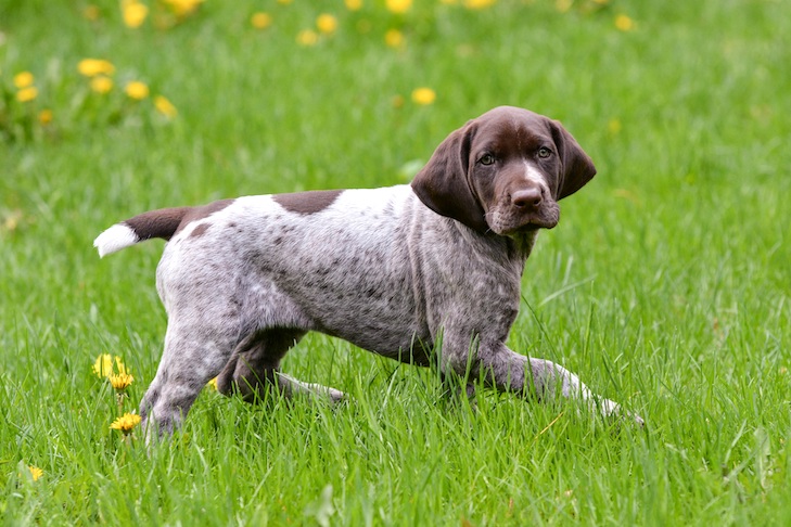 How To Train A German Shorthaired Pointer Puppy GSP Training Timeline How To Train A German Shorthaired Pointer Puppy GSP Training Timeline
