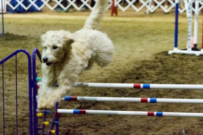 Tips for Getting Started in Dog Agility – American Kennel Club