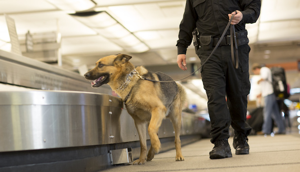 Demand Is Soaring for US-Bred Working Dogs, So Why Can't We Supply More ...