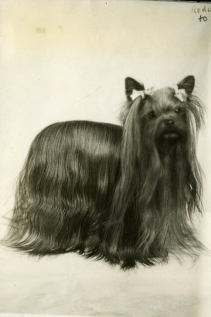 Yorkshire Terrier History: Where the Breed Originated