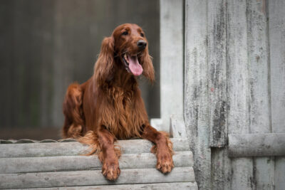 Dogs of the Emerald Isle: A Celebration of Irish Dog Breeds