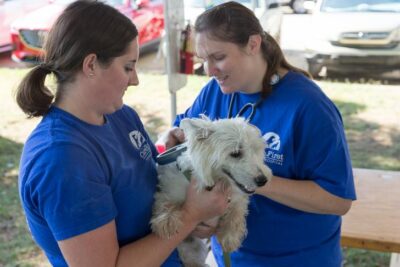 Dog Microchip: Why Microchipping Your Dog Is a Major Safety Measure
