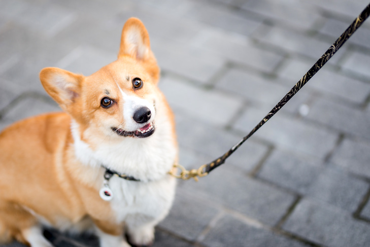 How to Train a Corgi: Corgi Puppy Training Timeline – American Kennel Club