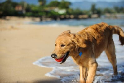 Is It Dangerous for Dogs to Drink Salt Water? – American Kennel Club