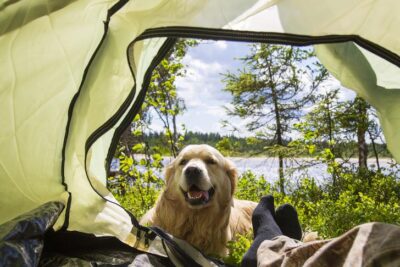 Camping With Dogs: A Guide to Keeping Your Dogs Comfortable and Safe
