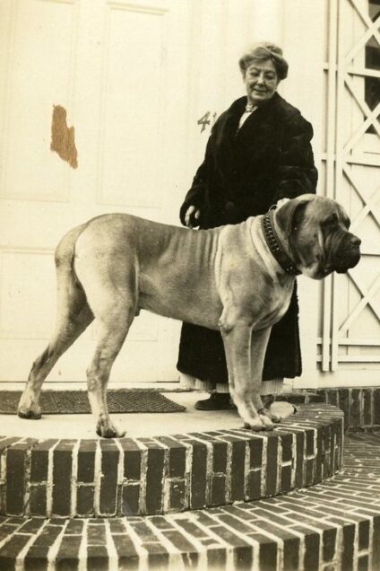 Mastiff History: Where the Breed Originated