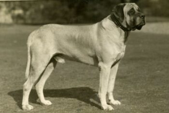 Mastiff History: Where the Breed Originated
