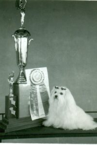 Maltese History: Where the Breed Originated