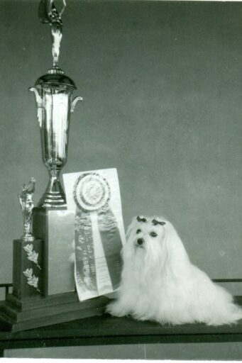 Maltese History: Where the Breed Originated