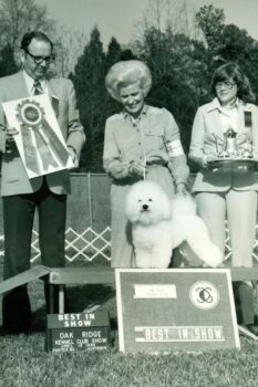 Bichon Frise History: Where the Breed Originated