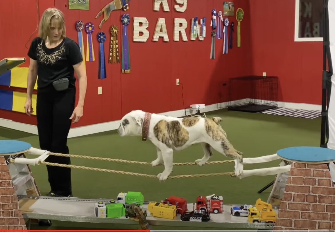 The 2023 Virtual Trick Dog Competition – American Kennel Club