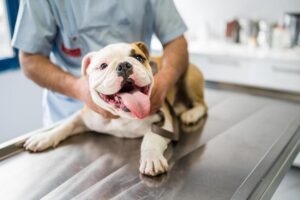Dog Choking Prevention: Everything You Need to Know