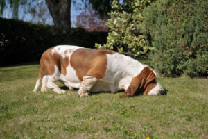Why Do Dogs Sniff Your Crotch? Understanding Your Dog's Habit