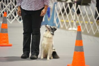 How to Teach Your Dog to Weave Through Your Legs – American Kennel Club