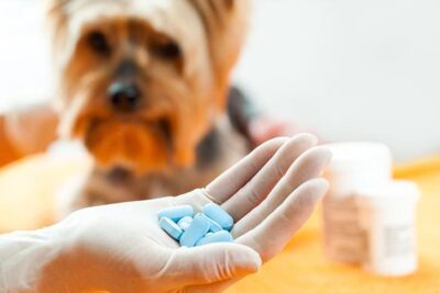 How to Give a Dog a Pill: 6 Tips for Pet Owners to Try