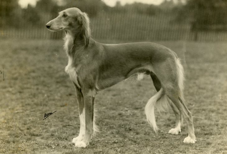 Saluki History: How the 5,000-Year-Old Hound Met the New World ...