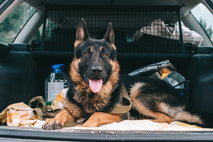 How to Keep Your Dog Comfortable During Car Rides