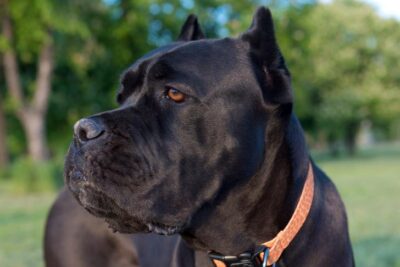 Facts About the Cane Corso That You May Not Know