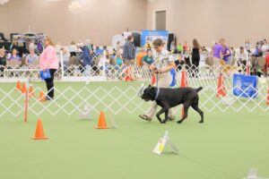 Facts About the Cane Corso That You May Not Know