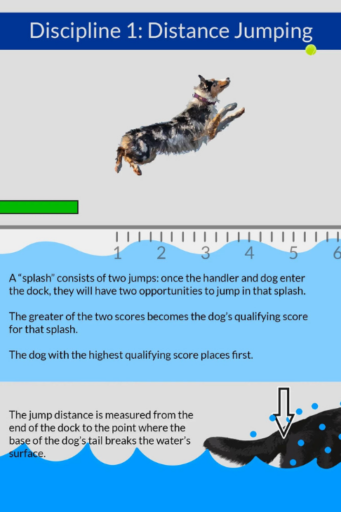 Diving Dogs 101: How to Compete in Dock Diving Step-By-Step