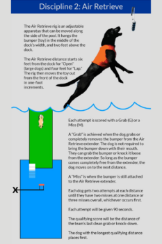 Diving Dogs 101: How to Compete in Dock Diving Step-By-Step