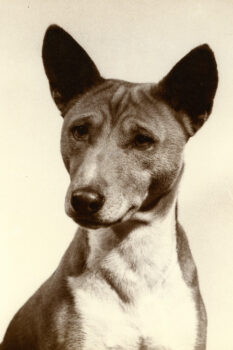 Basenji History: Where the Breed Originated