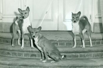 Basenji History: Where the Breed Originated