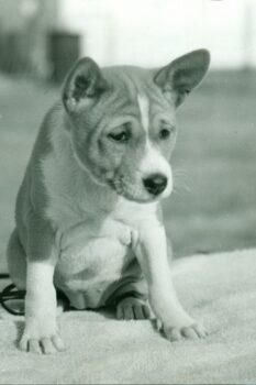 Basenji History: Where the Breed Originated