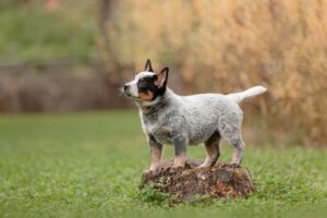 How to Teach Your Dog to Stand on Cue – American Kennel Club