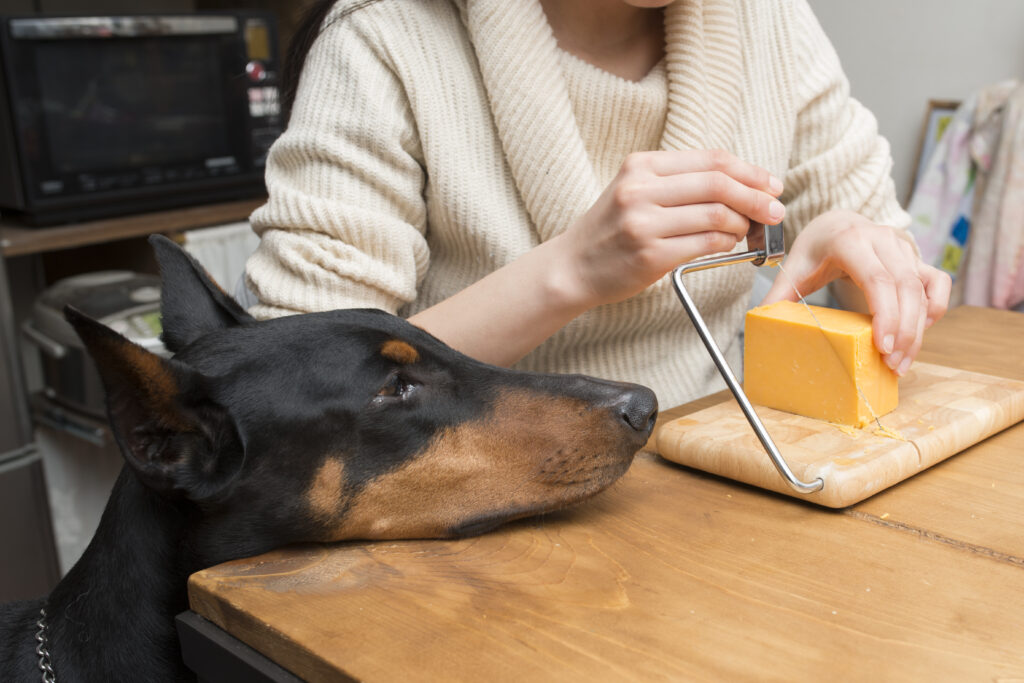 Can Dogs Eat Cheese? Is Cheese Bad for Dogs? Feeding Cheese to Your Dog