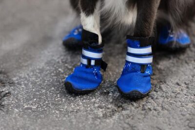 How to Protect Dog Paws From Hot Pavement, Sidewalks