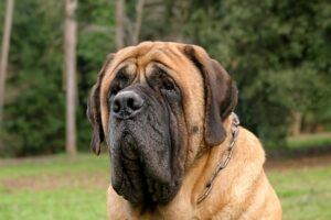 Mastiff Breeds: Meet These Large, Beautiful, and Protective Dogs