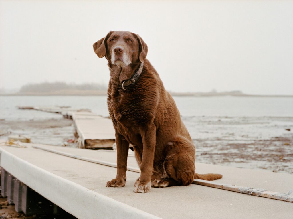 Moving Photos of 9/11 Dogs, 10 Years After They Served