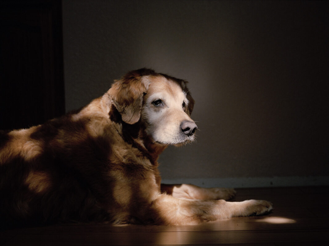 Moving Photos of 9/11 Dogs, 10 Years After They Served