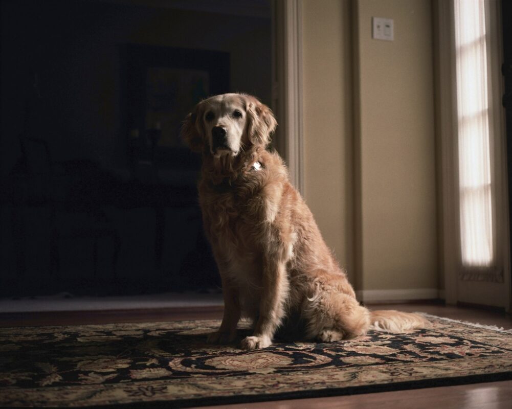Moving Photos of 9/11 Dogs, 10 Years After They Served