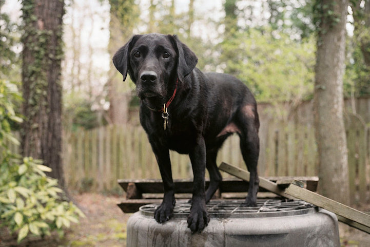 Moving Photos of 9/11 Dogs, 10 Years After They Served