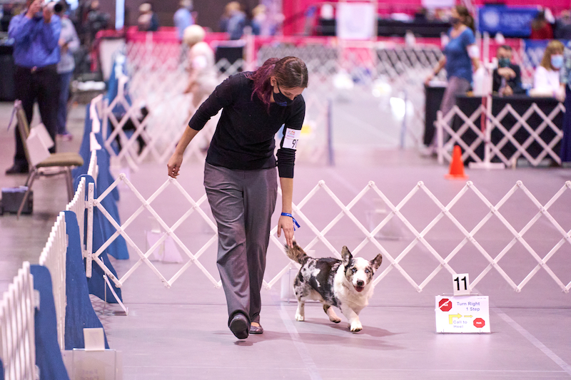 How to Transition From Virtual Dog Sports to In-Person Events