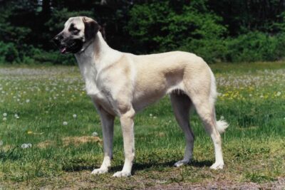 Livestock Guardian Breeds: Get to Know These Working Group Members