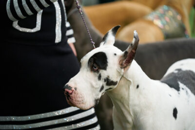 Dogs in Horror Films: The Good "Bad Dogs" in Scary Movies