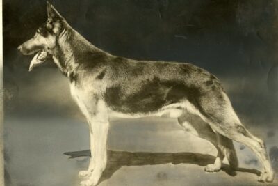 German Shepherd Dog History: Where the Breed Originated
