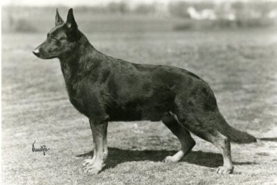 German Shepherd Dog History: Where the Breed Originated