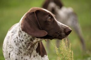 Facts About the German Shorthaired Pointer That You May Not Know