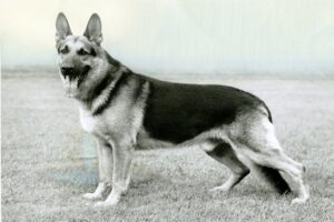 German Shepherd Dog History: Origins of the Working Breed – American ...